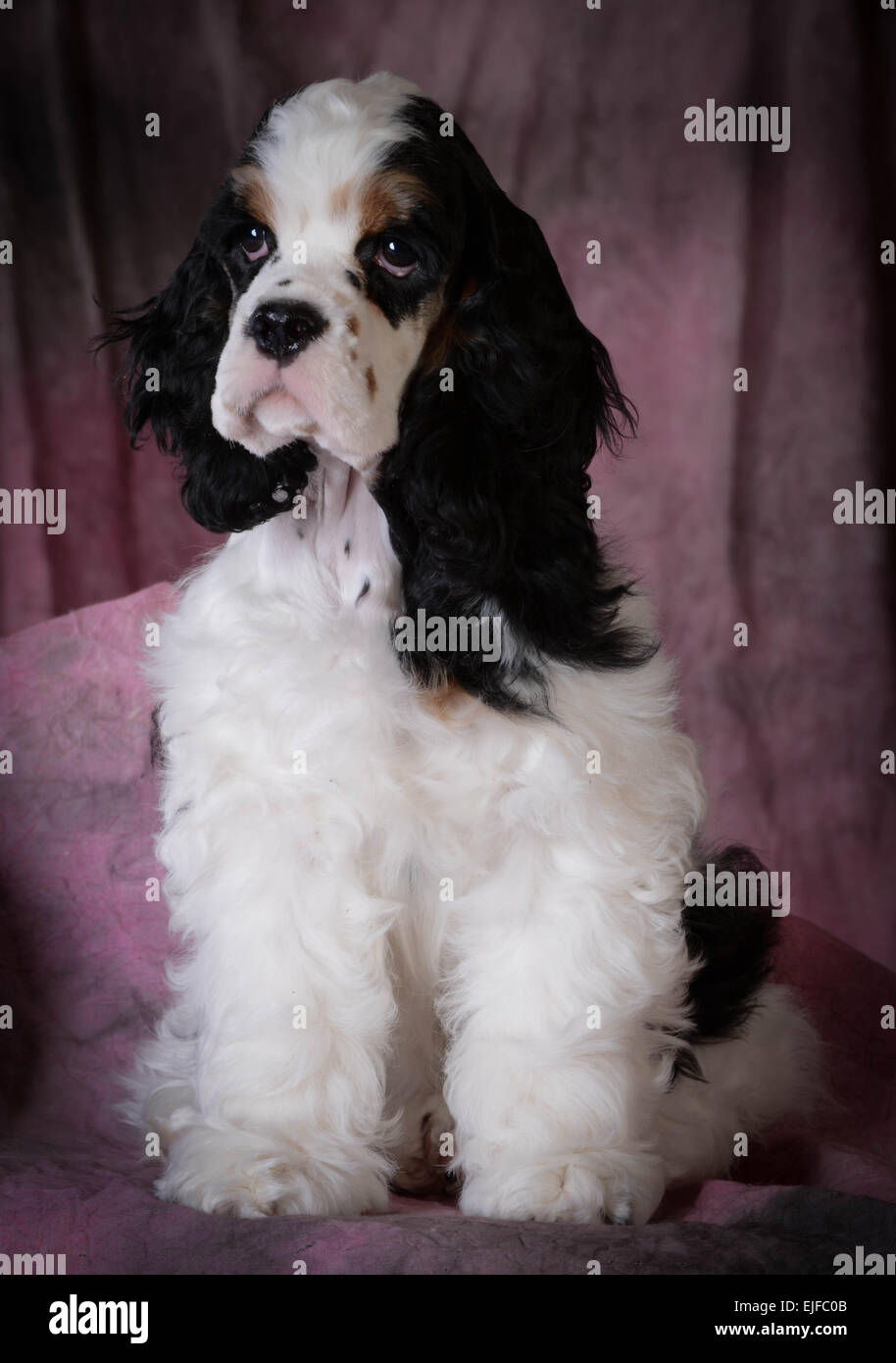 cute portrait of tri-color american cocker spaniel puppy on pink ...
