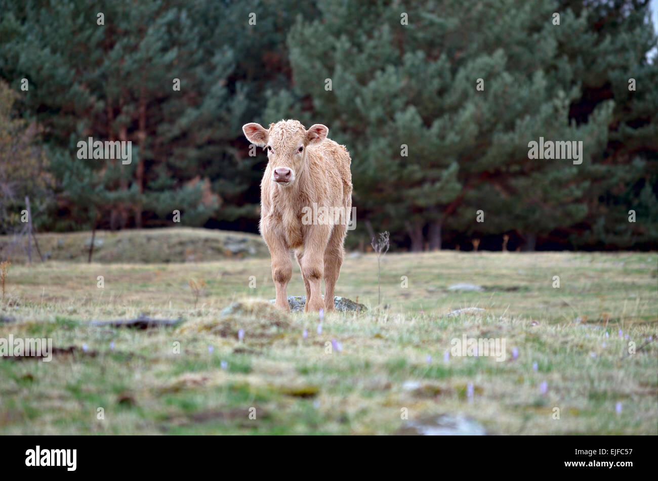 Beautiful calf looking us from hi-res stock photography and images - Alamy
