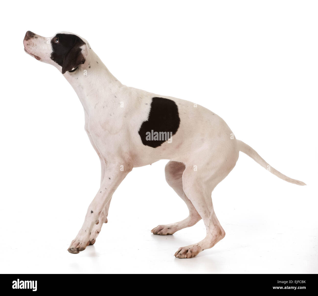 pointer puppy jumping up on white background Stock Photo - Alamy