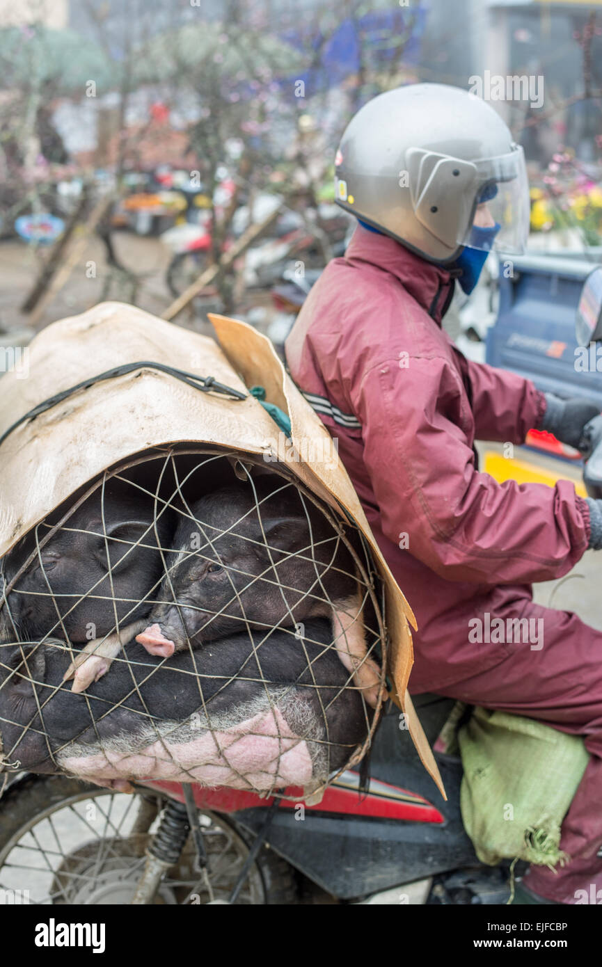 Vietnamese man transporting pigs on a motorbike at the market in Sapa ...