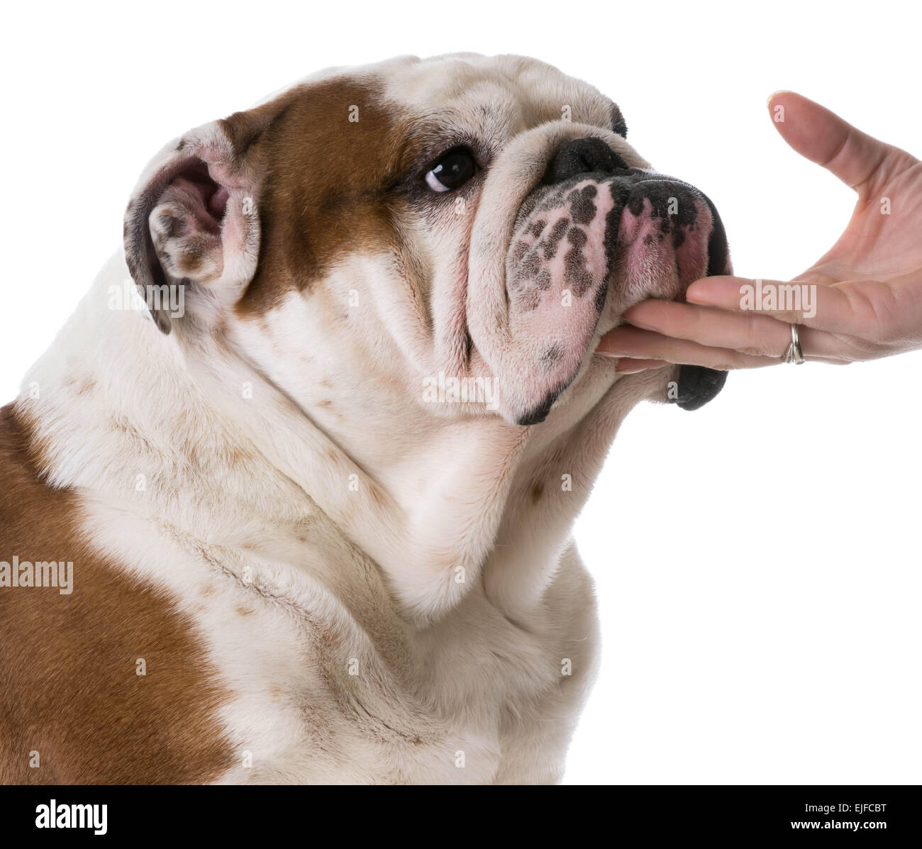 man's best friend - woman holding hand on chin of bulldog Stock Photo ...