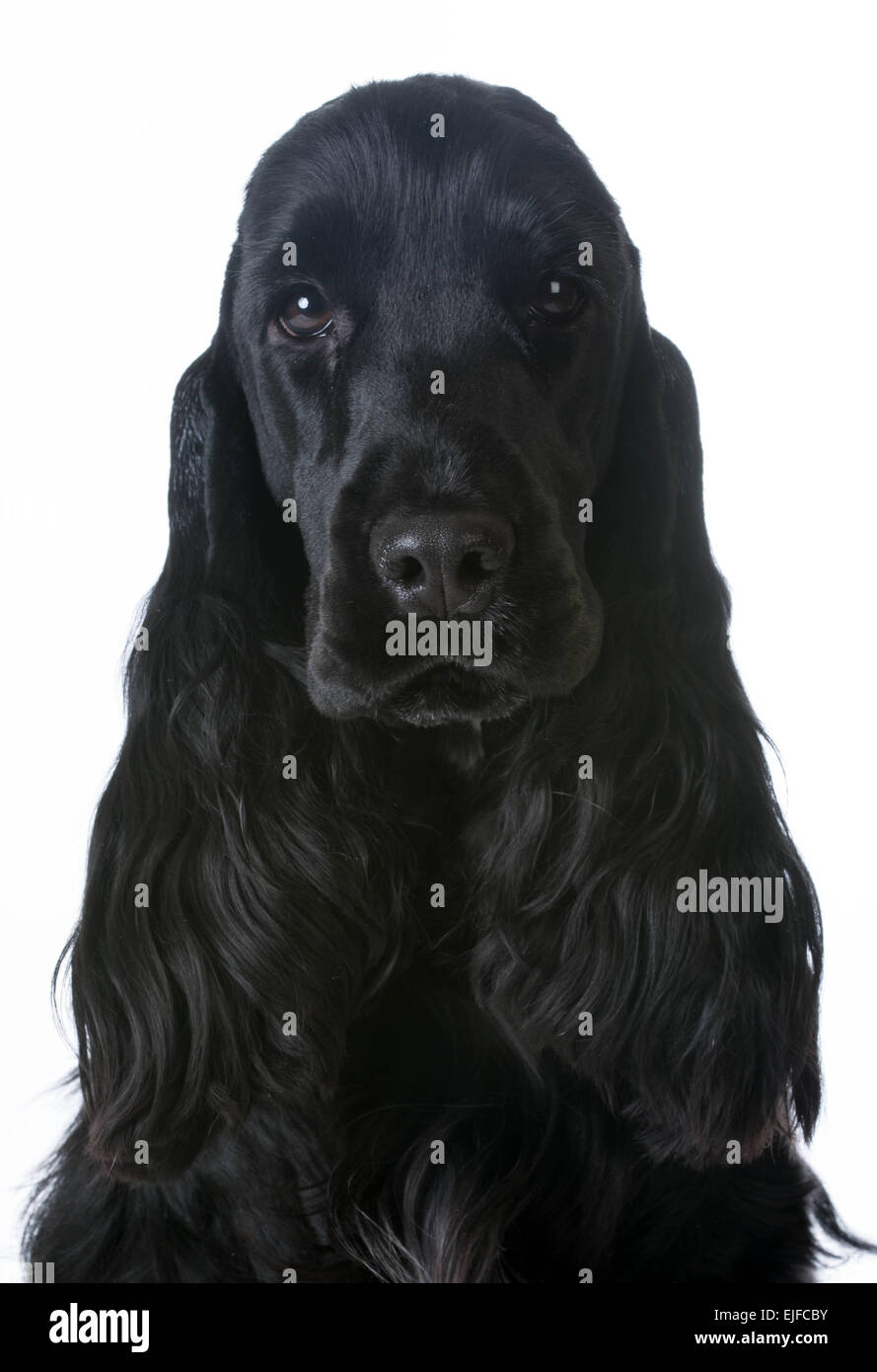 english cocker spaniel portrait on white background Stock Photo - Alamy