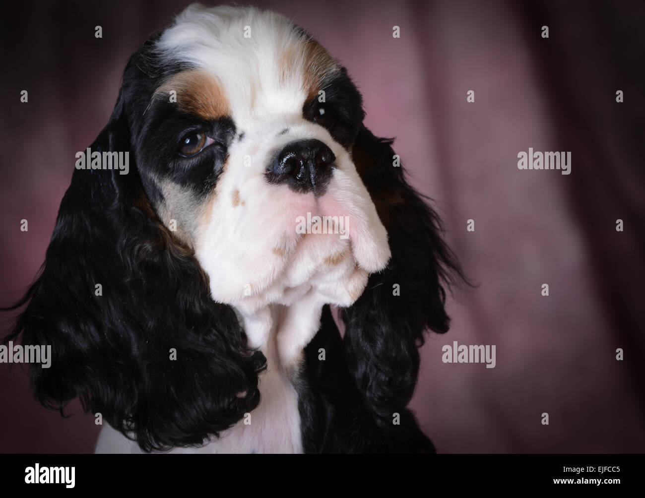cute portrait of tri-color american cocker spaniel puppy on pink ...