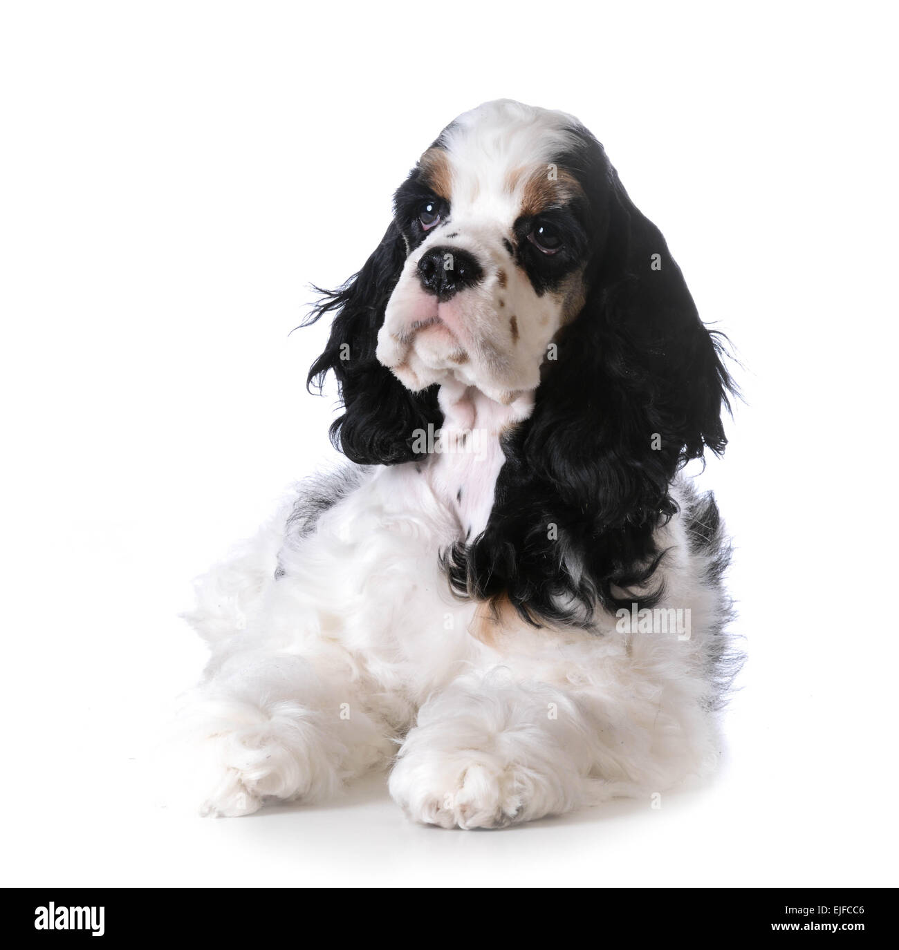 cute puppy - american cocker spaniel puppy laying down on white ...