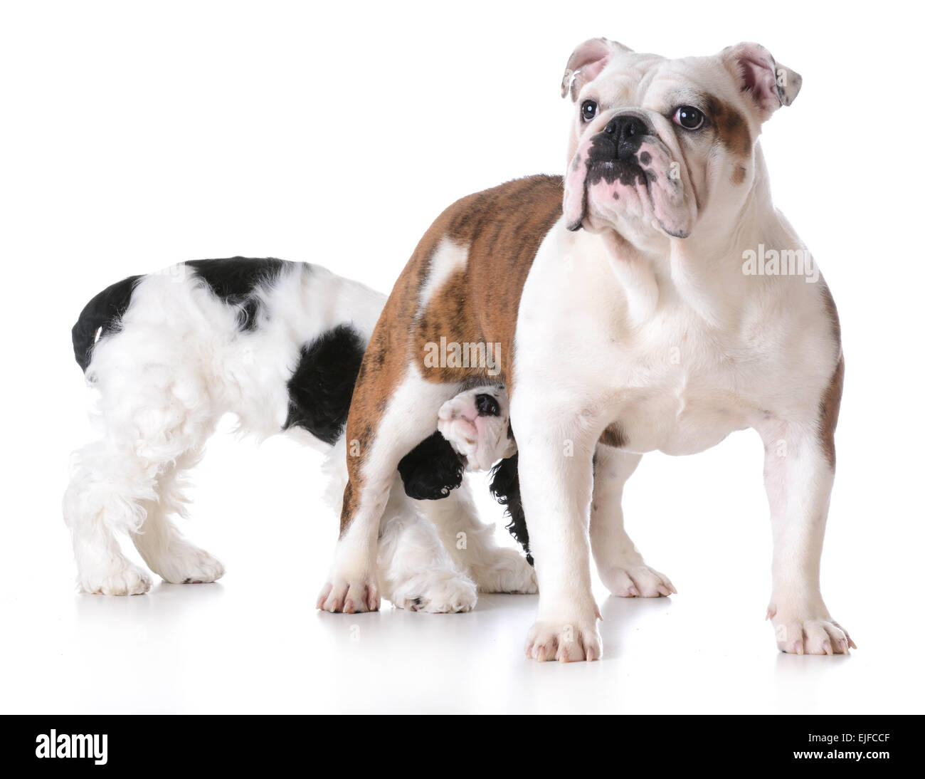 animal behaviour - one dog sniffing another dogs backside Stock Photo ...