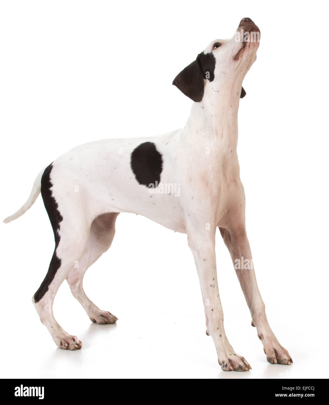 pointer puppy standing looking up on white background Stock Photo - Alamy