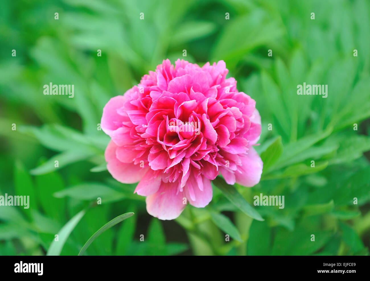 Pink peony design hi-res stock photography and images - Alamy