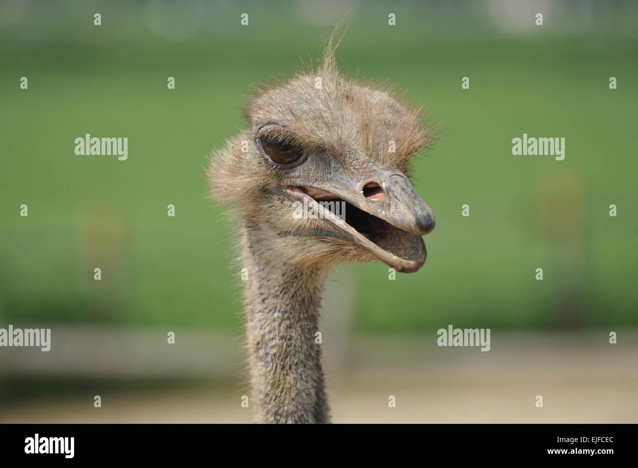 Ostrich head. Portrait Stock Photo - Alamy