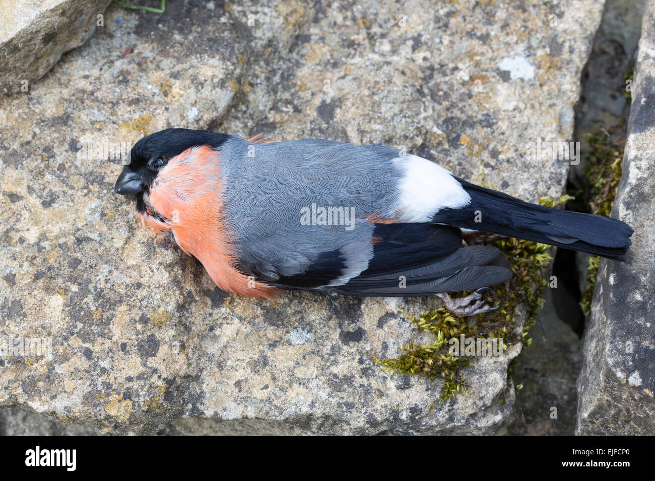 Male bird - Bullfinch, Pyrrhula pyrrhula, lying dead Stock Photo - Alamy