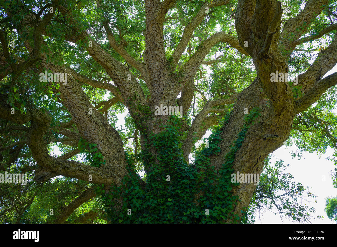 Trunk and branches of Cork Oak Tree, Quercus suber, an evergreen tree ...