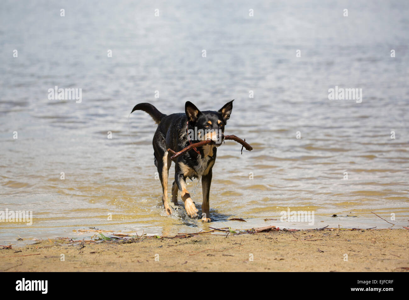 Dog playing fetch Stock Photo - Alamy