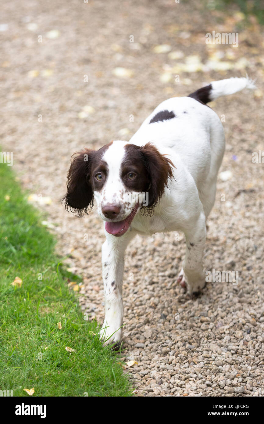 Springer Spaniel dog with brown markings in England Stock Photo - Alamy