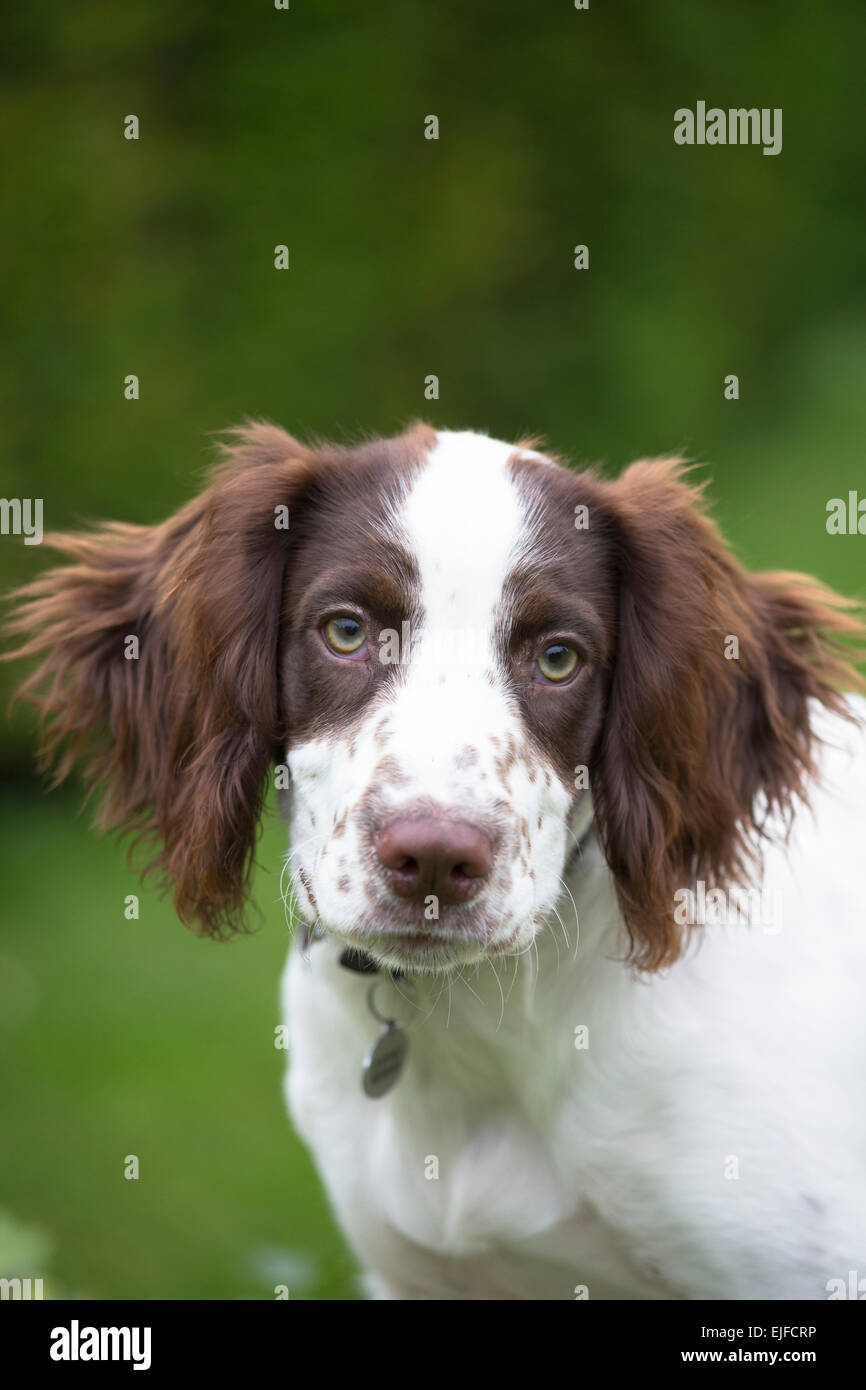 Springer Spaniel dog with brown markings in England Stock Photo - Alamy