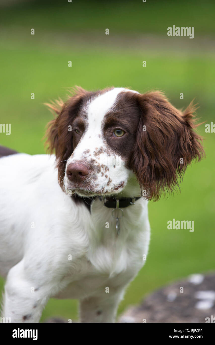 A cute Springer Spaniel dog with brown markings in England Stock Photo ...