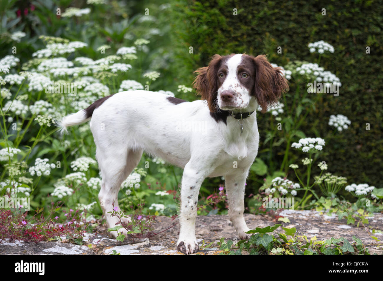 Springer Spaniel dog with brown markings in England Stock Photo - Alamy