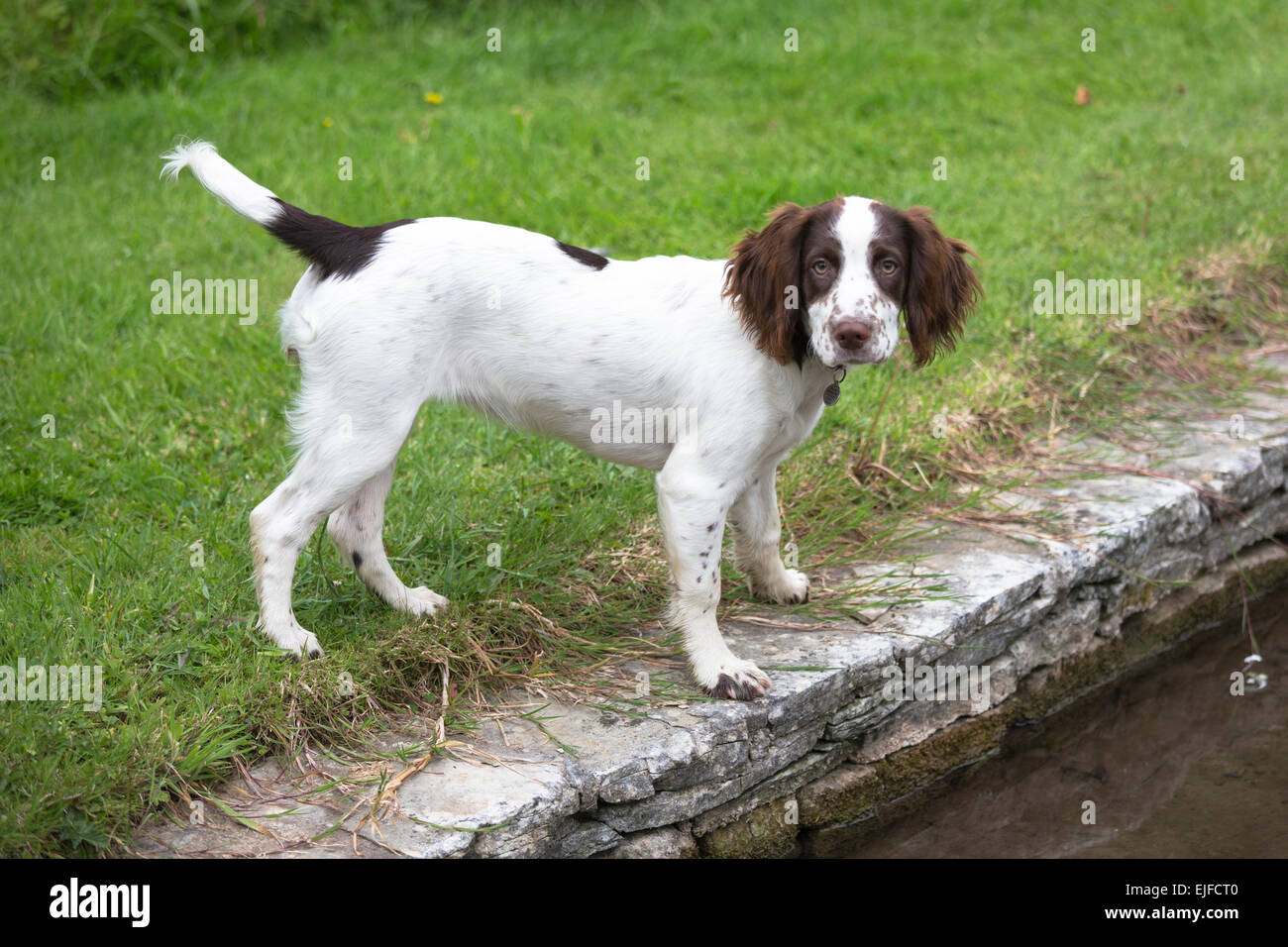 A cute Springer Spaniel dog with brown markings in England Stock Photo ...