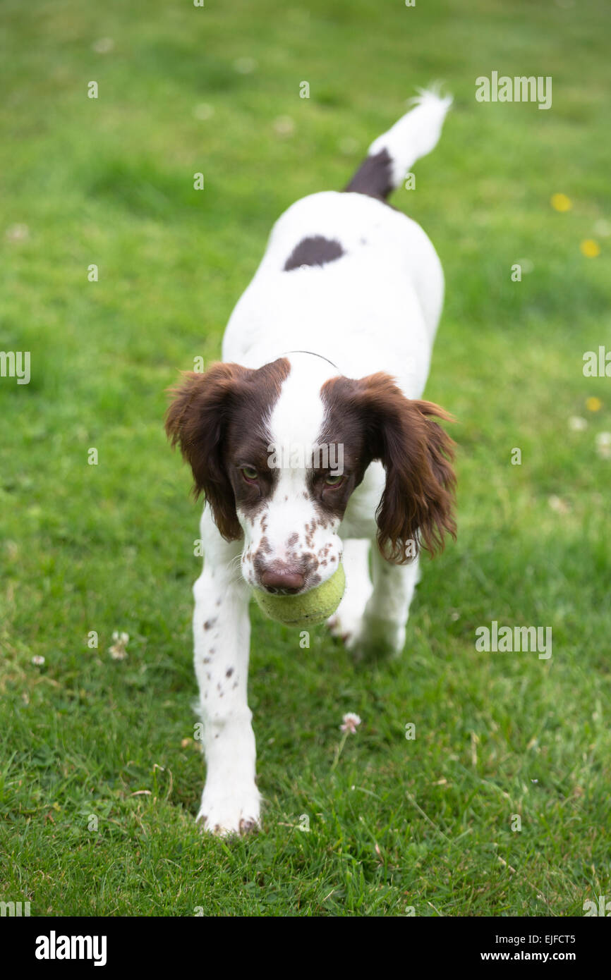 A cute Springer Spaniel dog with brown markings in England Stock Photo ...
