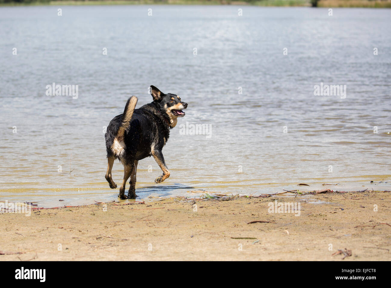 Dog playing fetch Stock Photo - Alamy