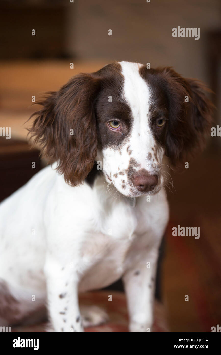 A cute Springer Spaniel dog, with brown markings, in pensive mood and ...