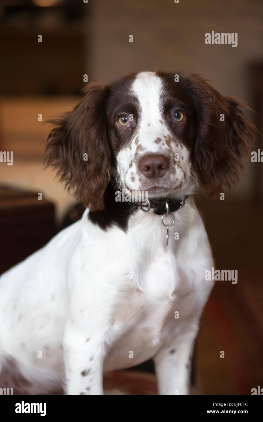 A cute Springer Spaniel dog with brown markings at home in England ...