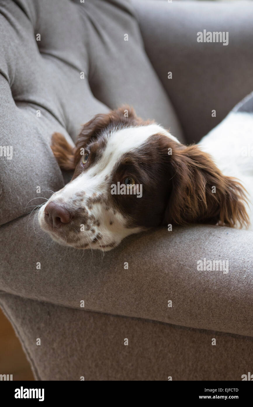 Springer spaniel dog hi-res stock photography and images - Alamy