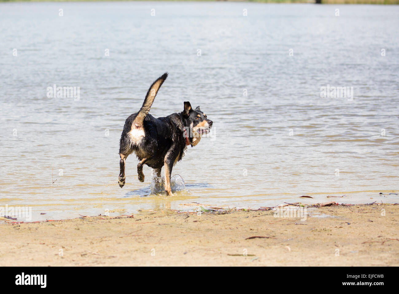 Dog playing fetch Stock Photo - Alamy
