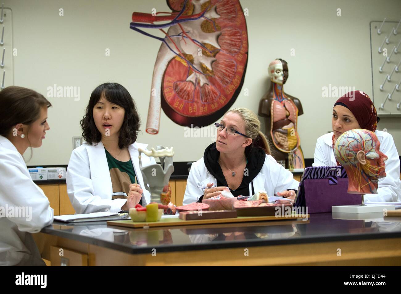 Anatomy lecture hi-res stock photography and images - Alamy