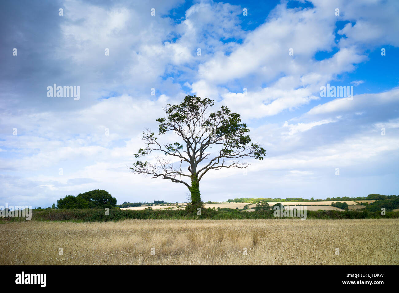 Cotswolds rural landscape hi-res stock photography and images - Alamy