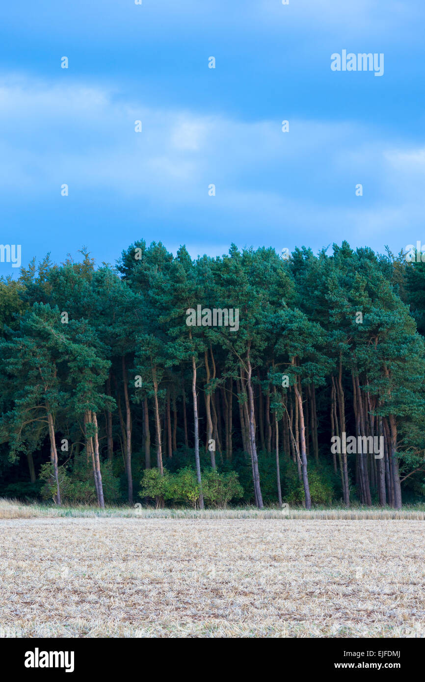 Uk trees conifers woodland hi-res stock photography and images - Alamy