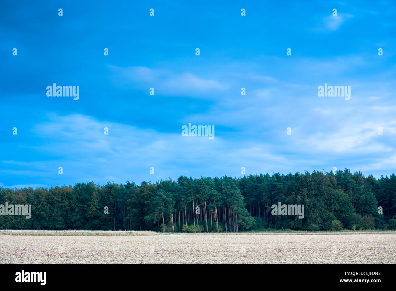 Evergreen coniferous forest of tall conifer and larch trees in the ...