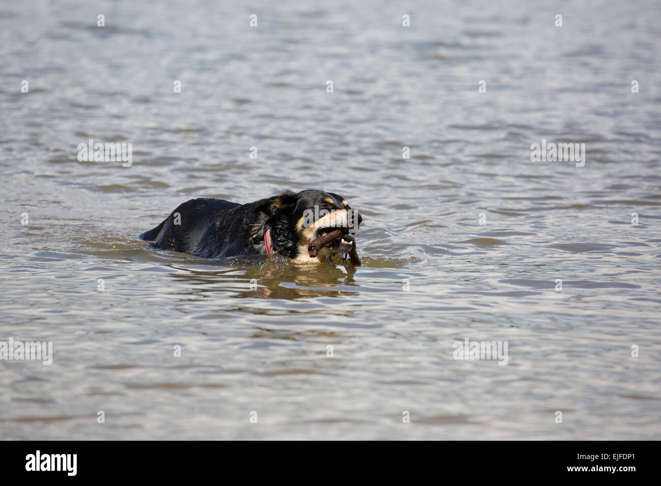 Dog playing fetch Stock Photo - Alamy