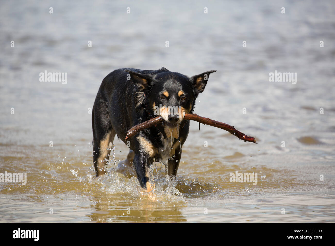 Dog playing fetch Stock Photo - Alamy