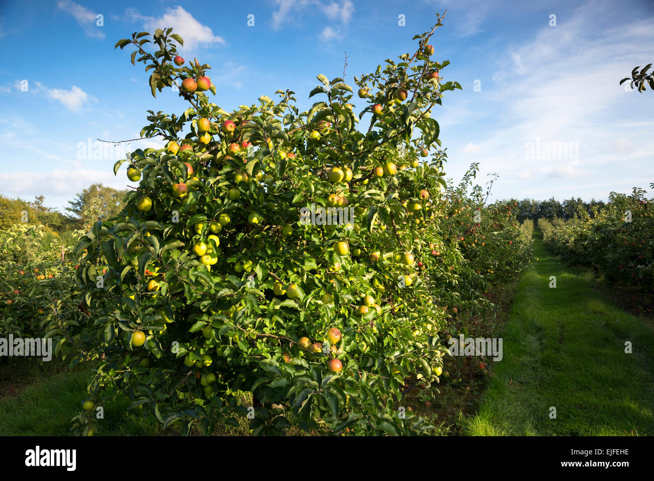 English orchards hi-res stock photography and images - Alamy