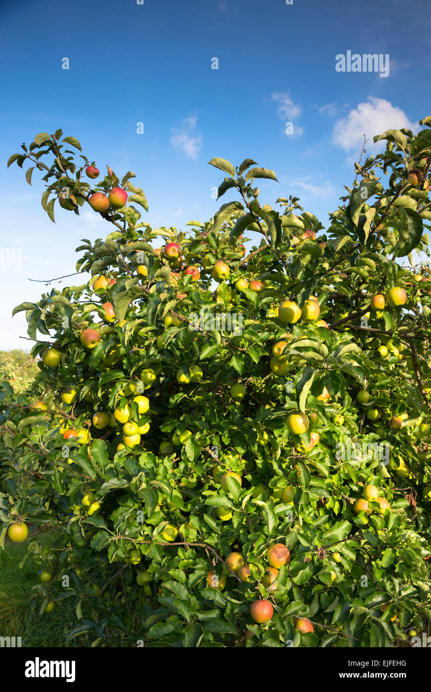 English eating apples growing in one of the many fruit orchards in Kent ...