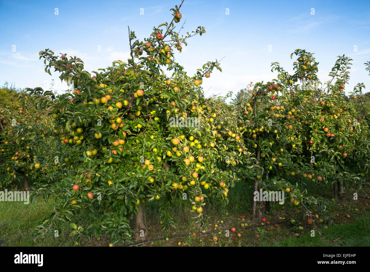Kent orchards hi-res stock photography and images - Alamy