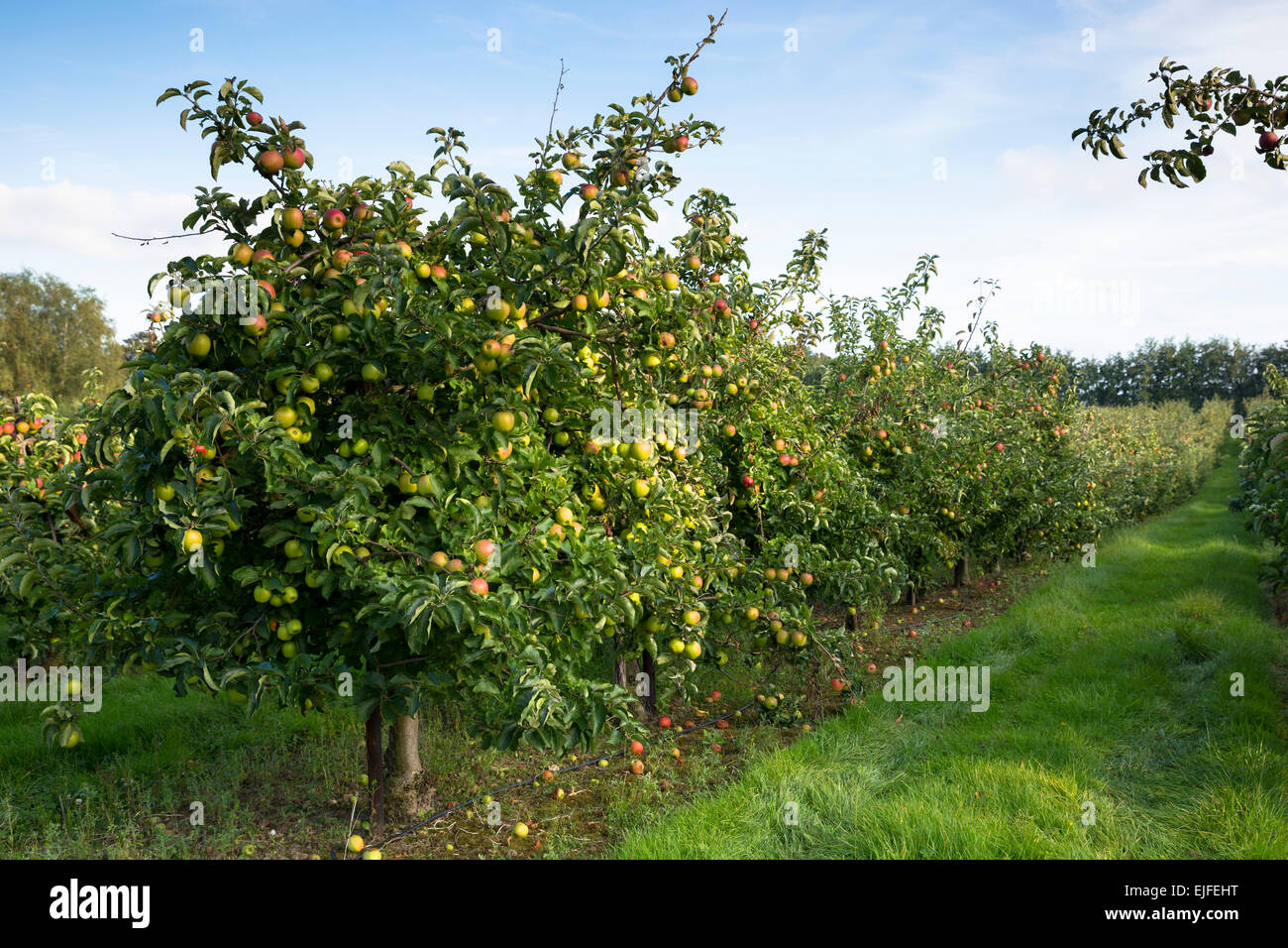 English eating apples growing in one of the many fruit orchards in Kent ...