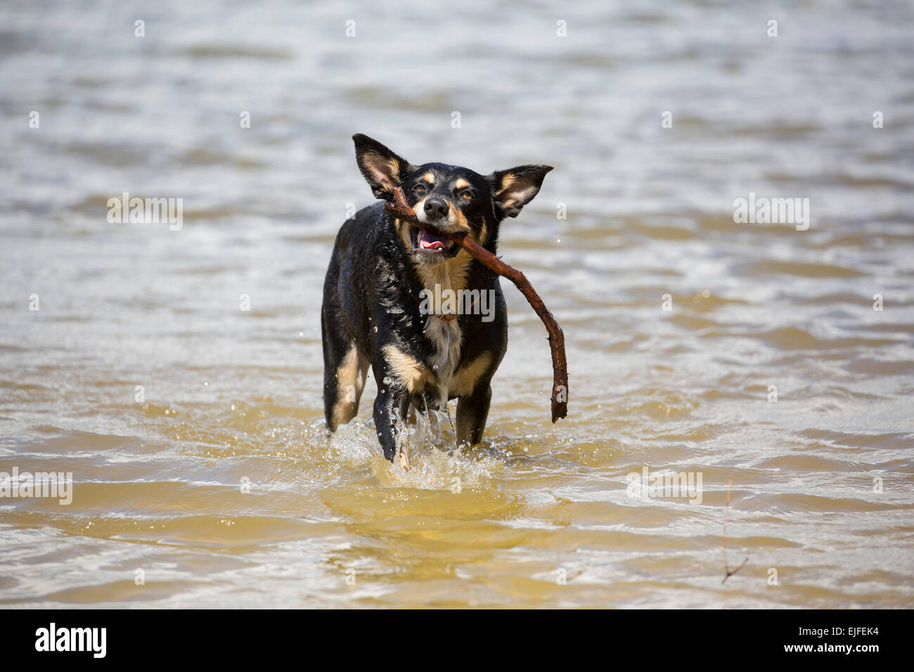 Dog playing fetch Stock Photo - Alamy
