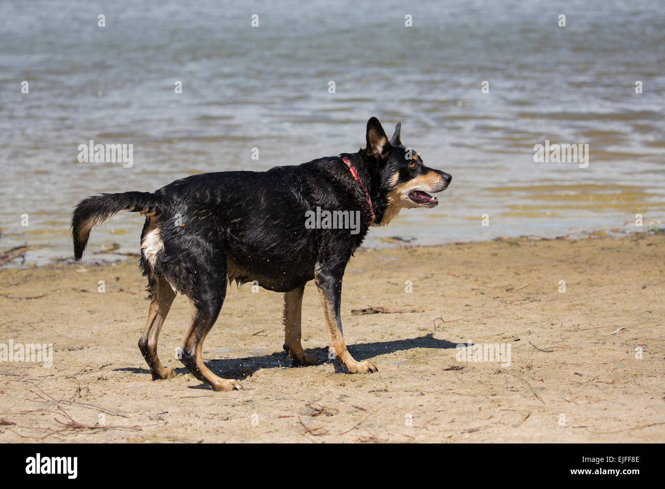 Wet dog hi-res stock photography and images - Alamy