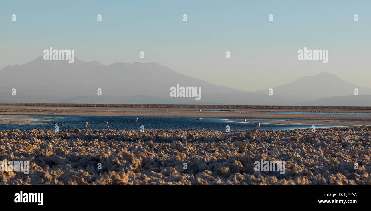 Chaxa Lagoon, Los Flamencos National Reserve, San Pedro de Atacama, El ...