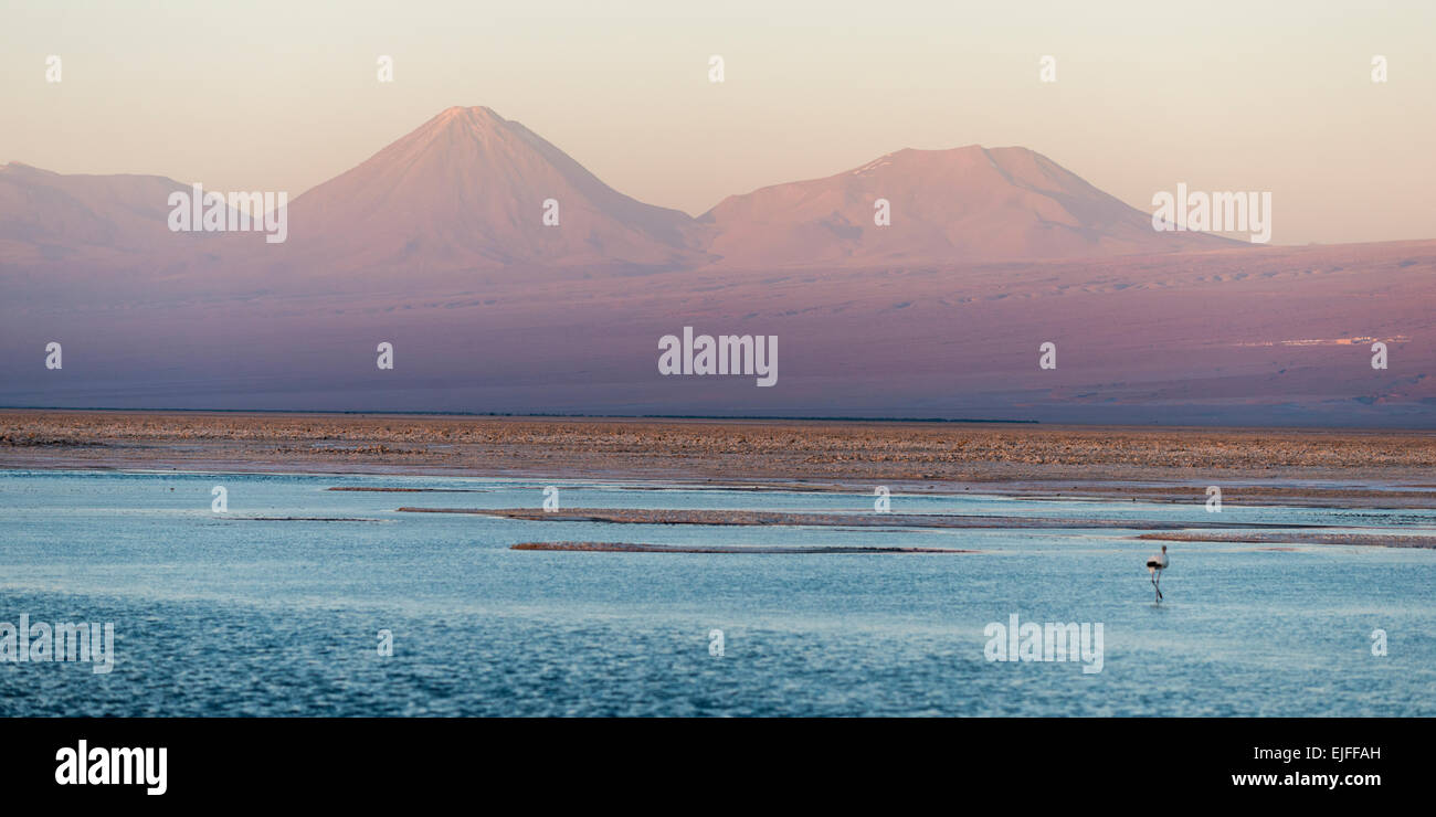 Chaxa Lagoon, Los Flamencos National Reserve, San Pedro de Atacama, El ...