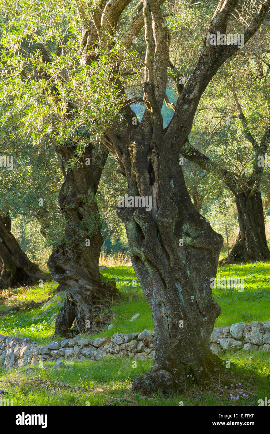 Olive trees greece hi-res stock photography and images - Alamy