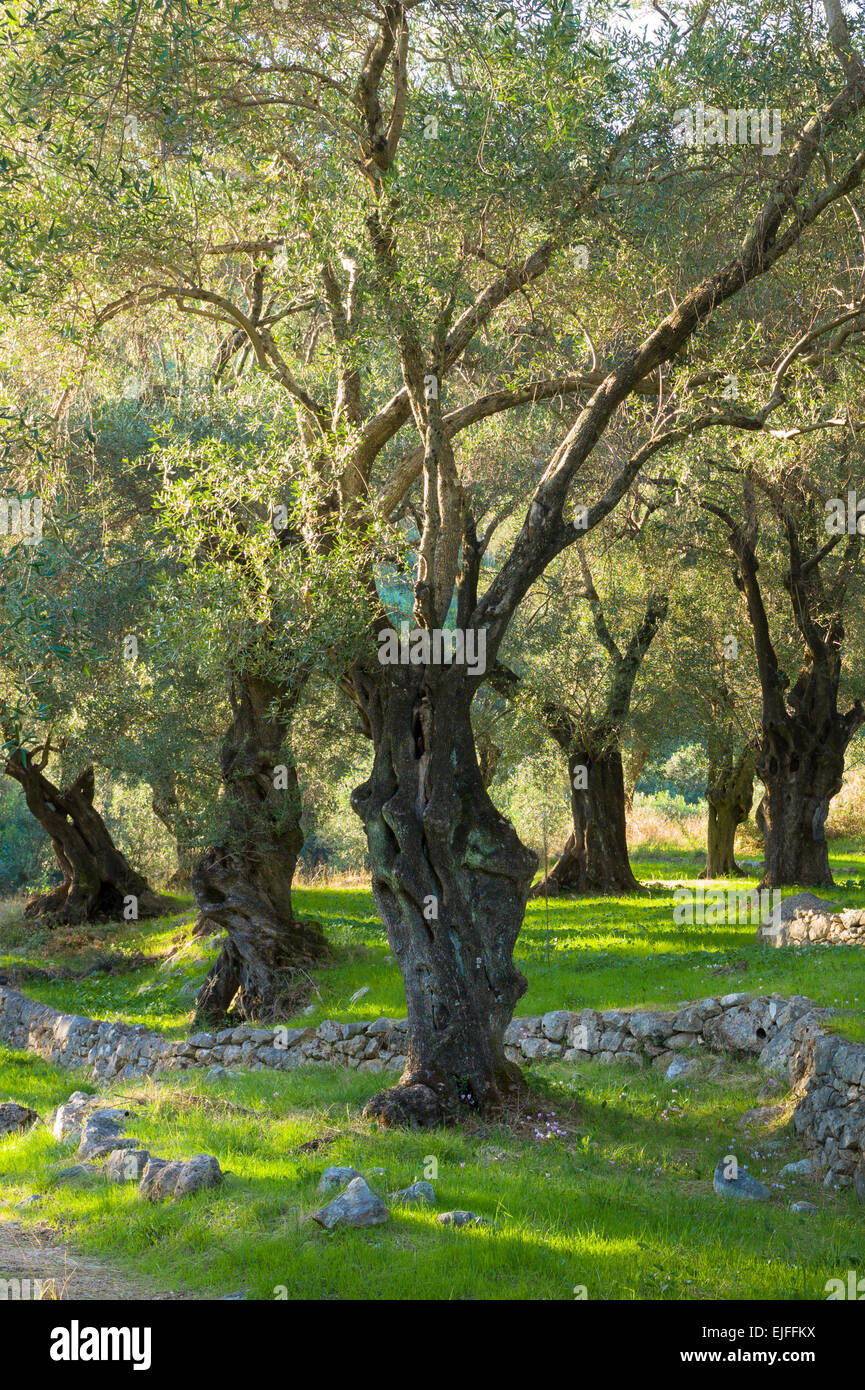 Corfu olive grove hi-res stock photography and images - Alamy