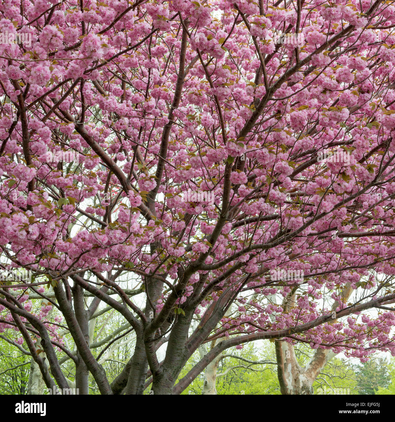 Cherry blossom tree, Liberty Island, Manhattan, New York City, New York ...