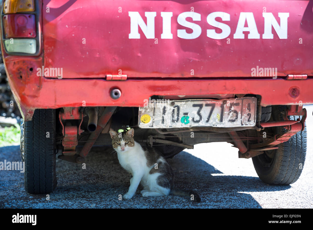 Cat Pickup Truck