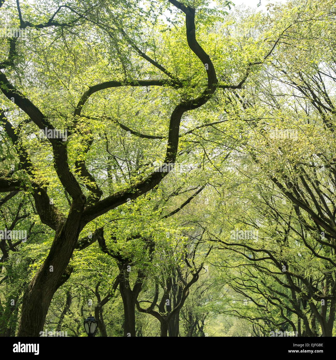 Trees in Central Park, Manhattan, New York City, New York State, USA ...