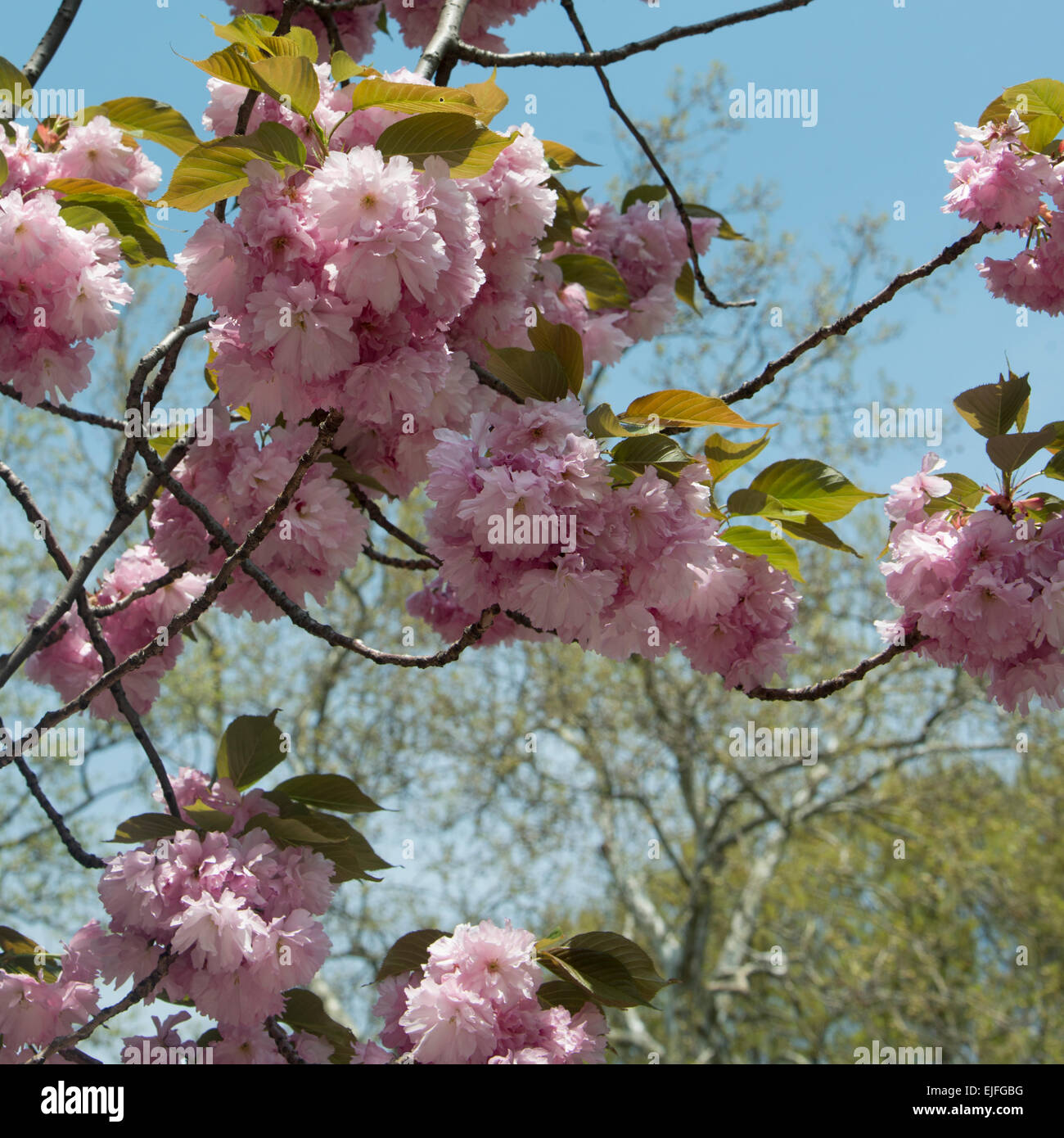 Cherry blossom tree in Central Park, Manhattan, New York City, New York ...