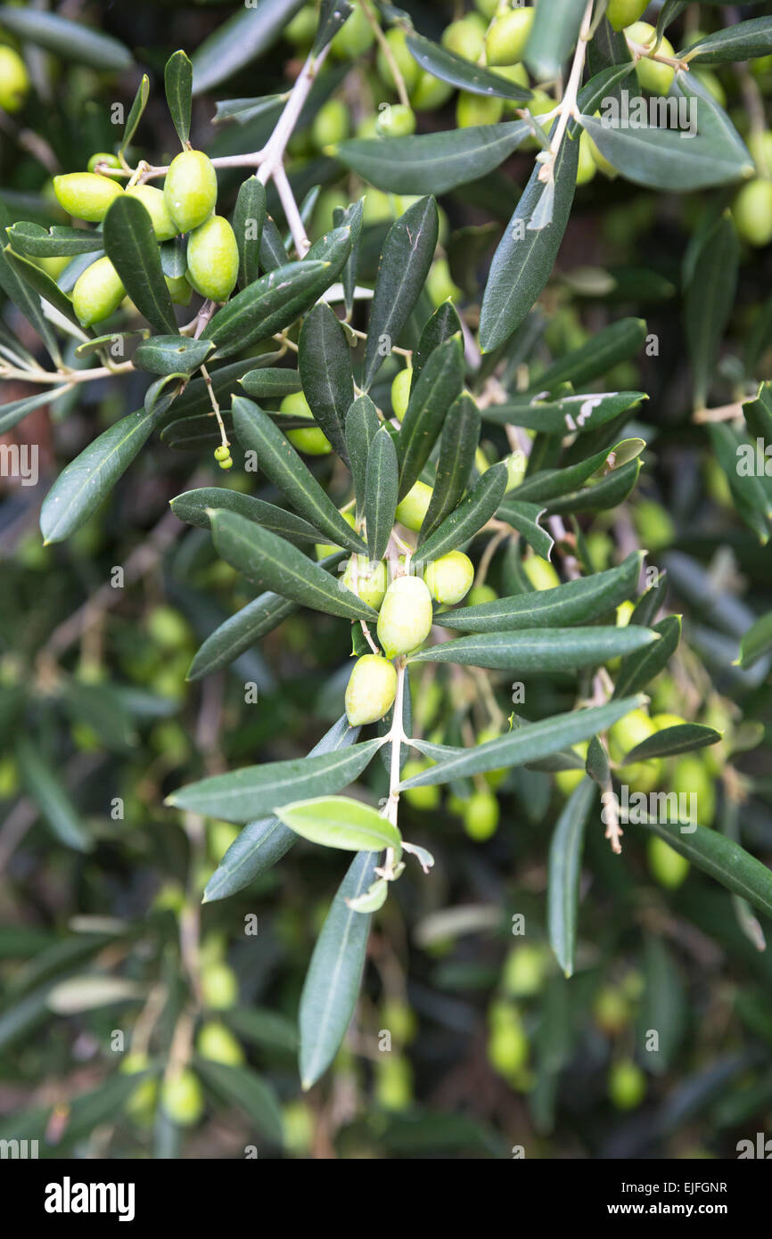 Olive trees corfu hi-res stock photography and images - Alamy