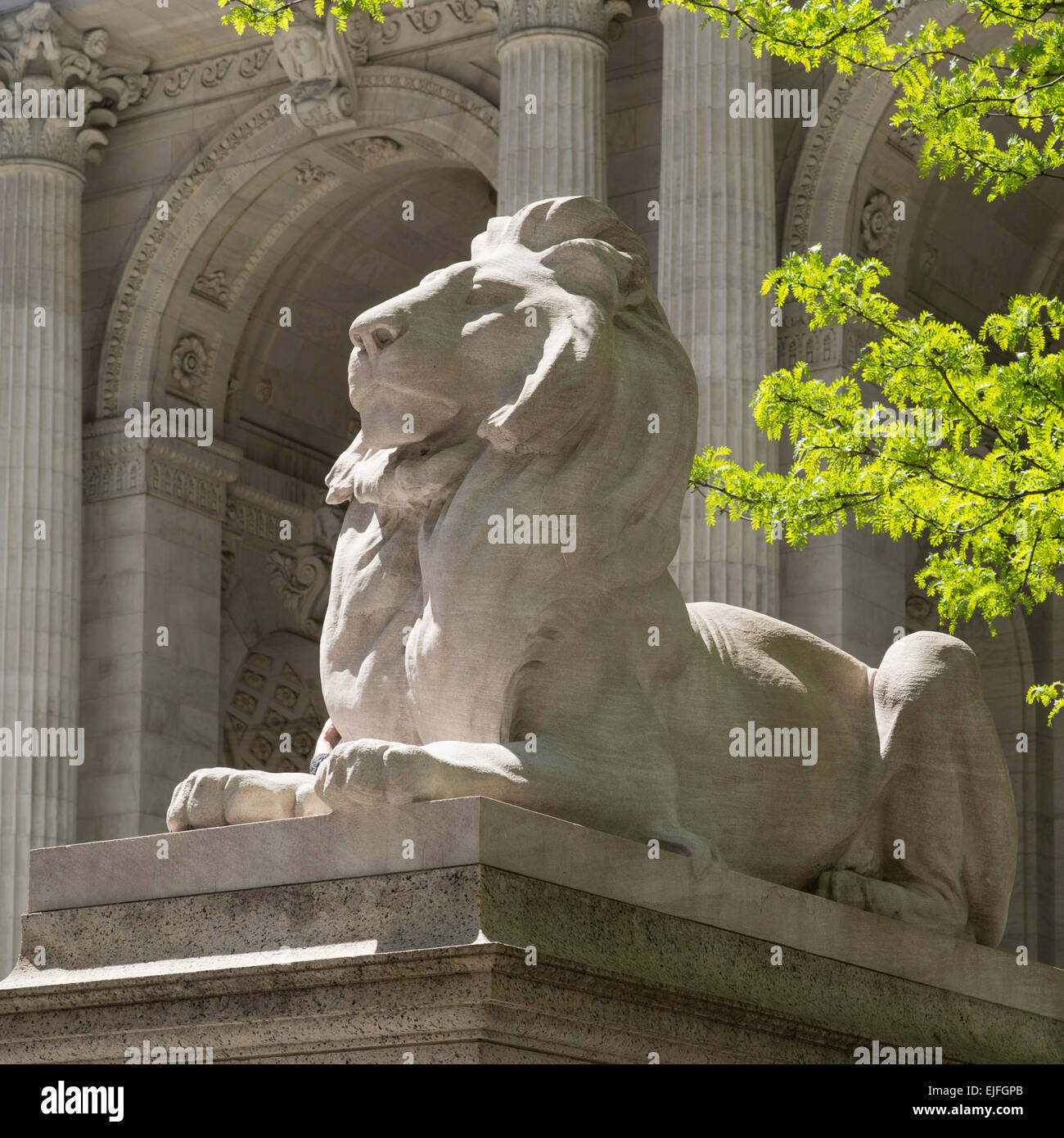 Statue of lion at New York Public Library, Midtown, Manhattan, New York ...