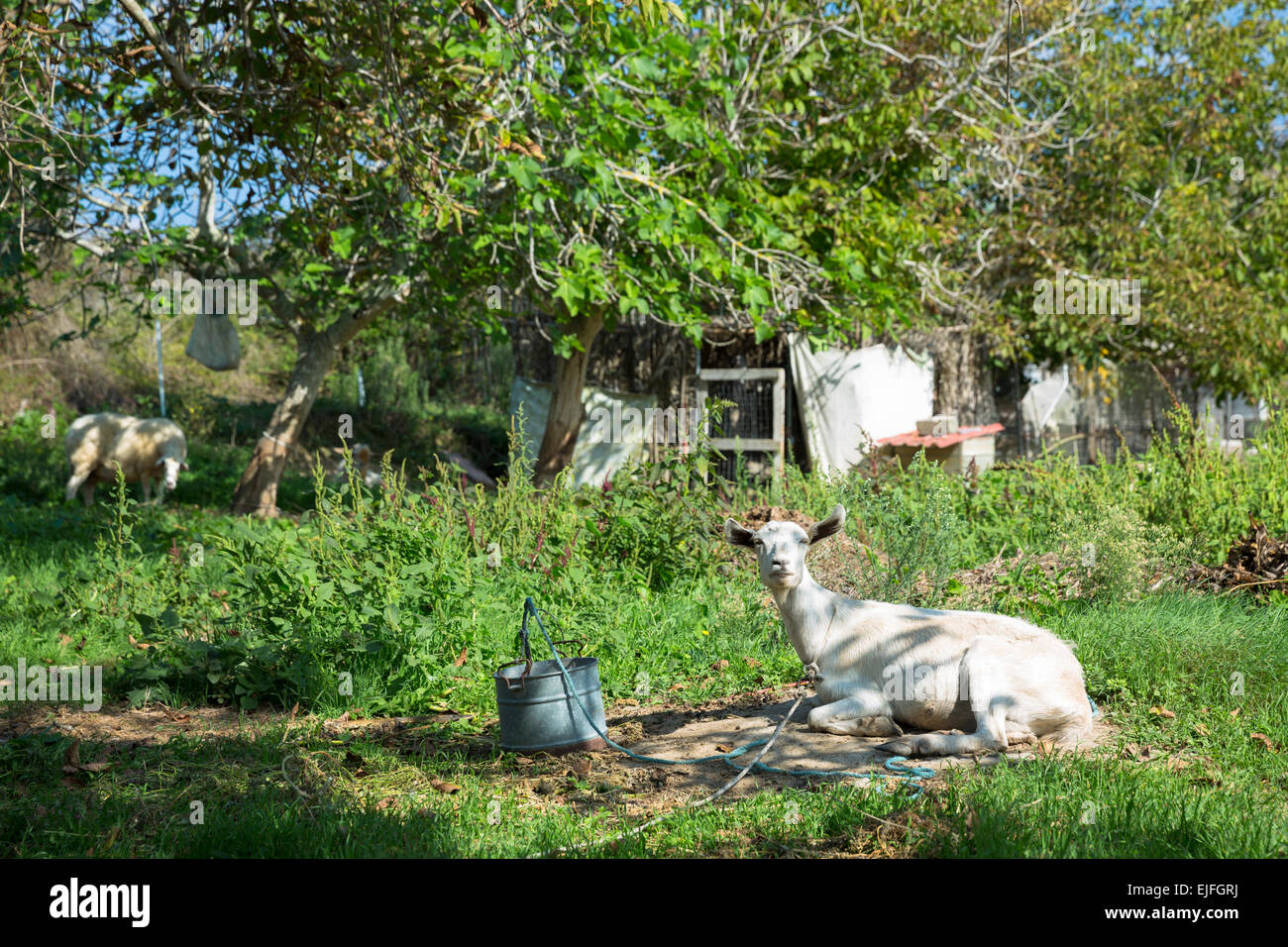 Tethered goat hi-res stock photography and images - Alamy