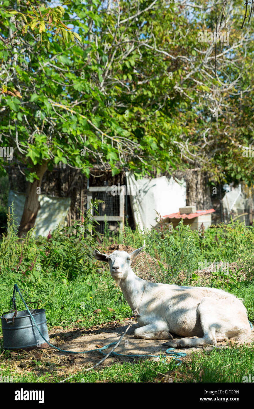 Tethered goat hi-res stock photography and images - Alamy